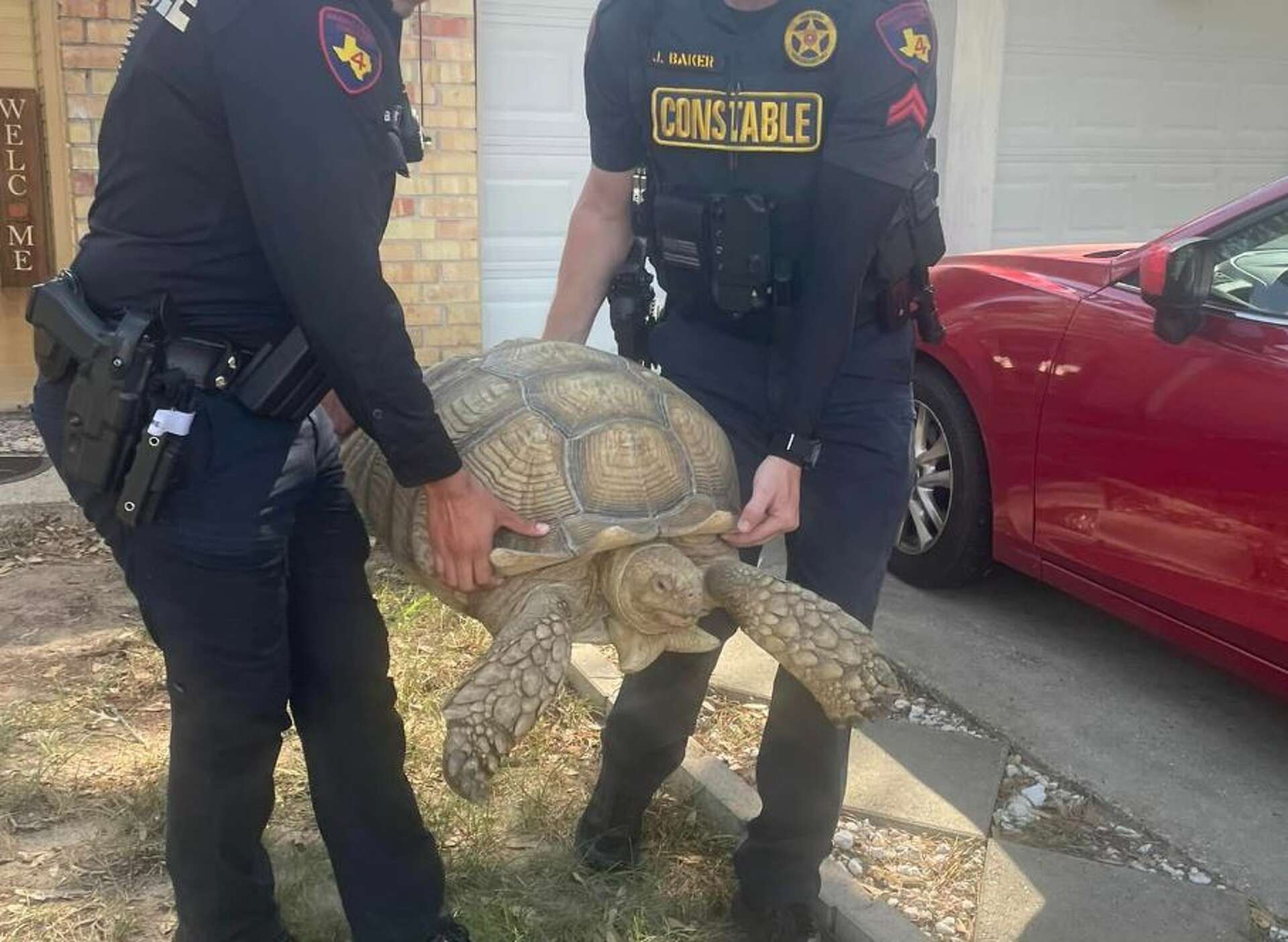 Tortoises keep breaking loose in Texas, here's why