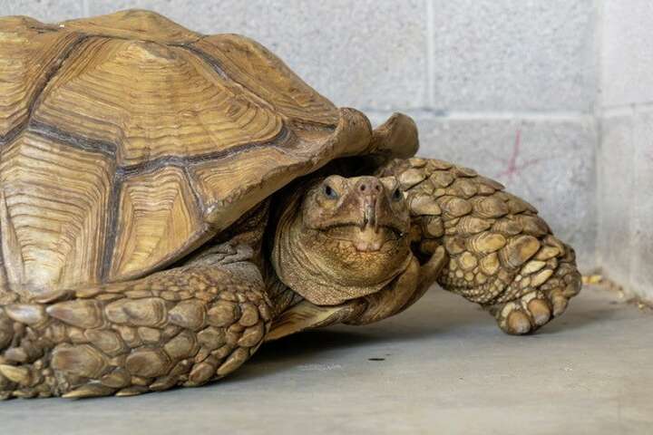 Tortoises keep breaking loose in Texas, here's why