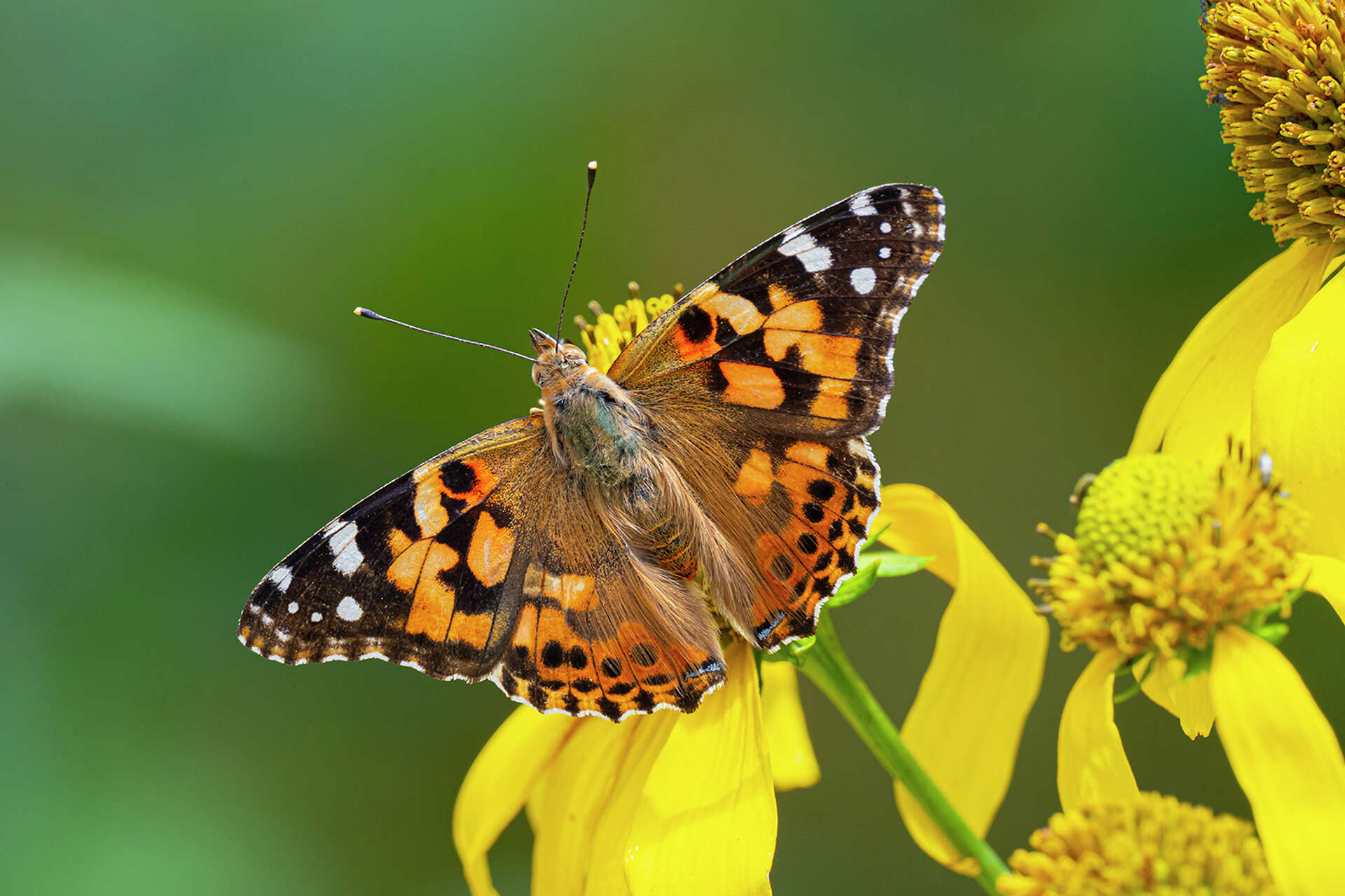 Fall brings migratory butterflies like monarchs and painted ladies