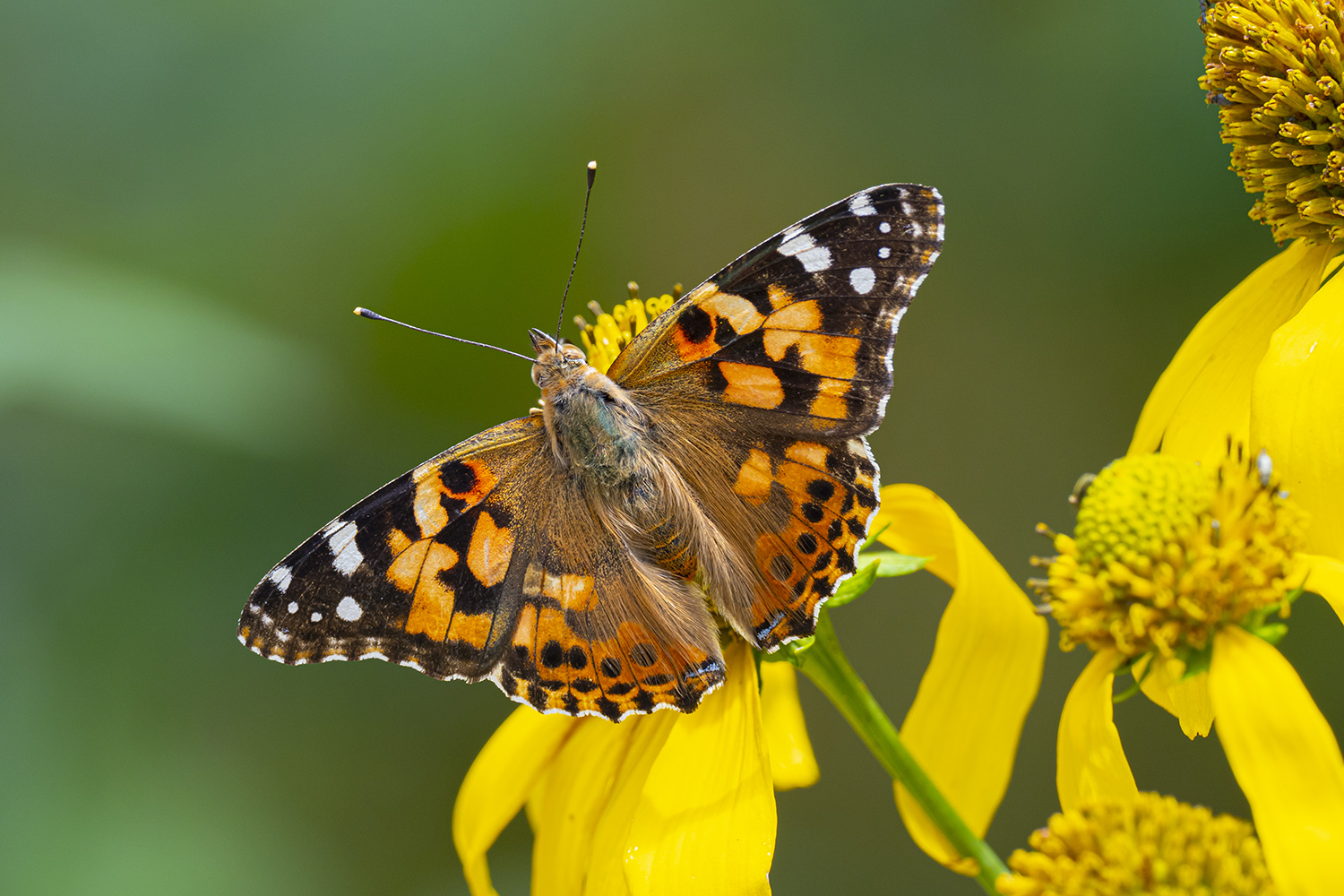 Fall brings migratory butterflies like monarchs and painted ladies