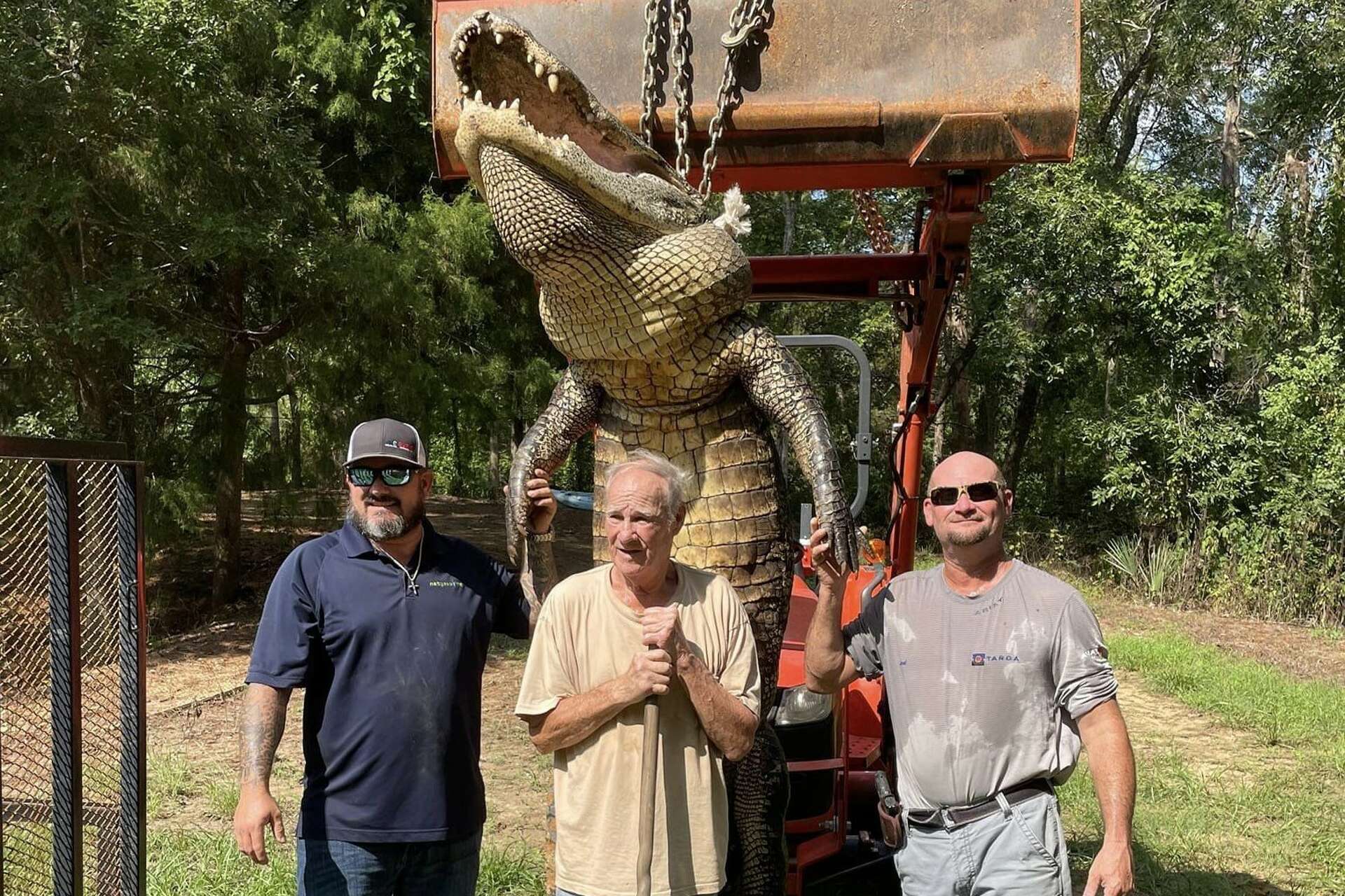 Huge, 13-foot gator caught in Texas after 20-year pursuit