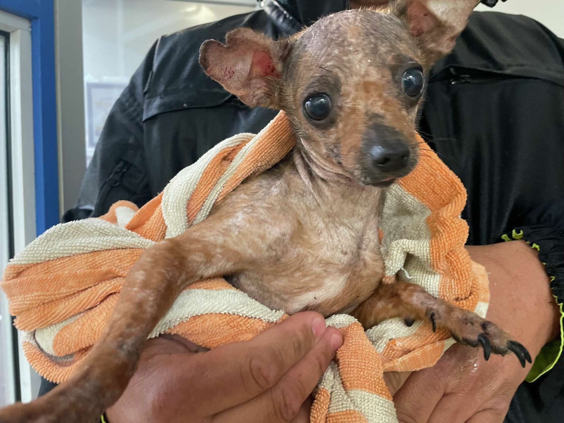 Houston Humane Society rescues 47 dogs from San Jacinto County RV park