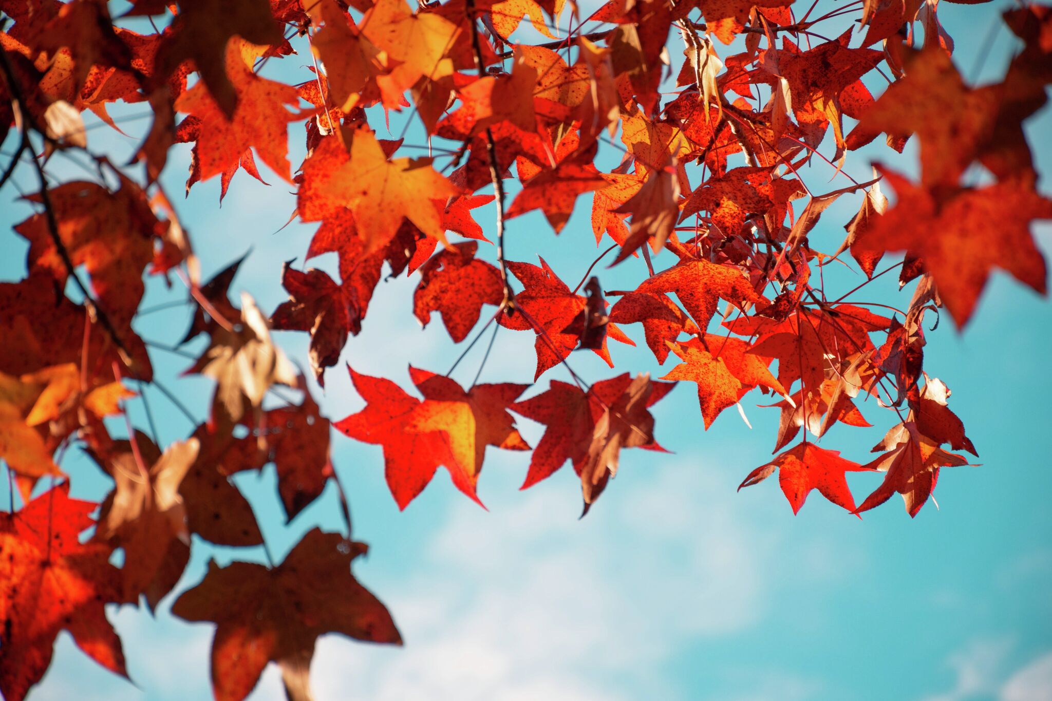 How to Preserve Leaves - DIY Pressed and Preserved Fall Foliage