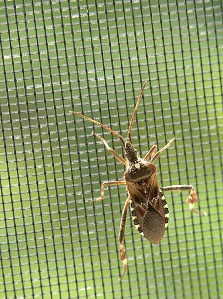 Stink bug or seed bug? These pests are taking shelter in CT homes