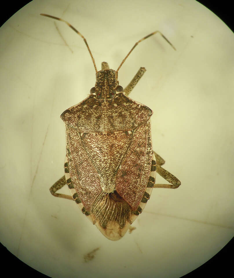 Stink bug or seed bug? These pests are taking shelter in CT homes