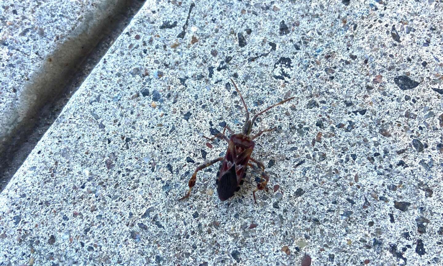 Stink bug or seed bug? These pests are taking shelter in CT homes