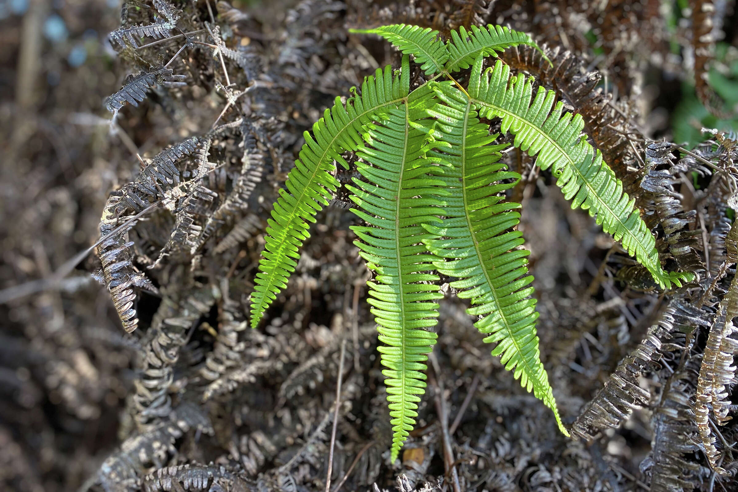 I attempted one of Hawaii’s wildest hikes. It was terrifying.
