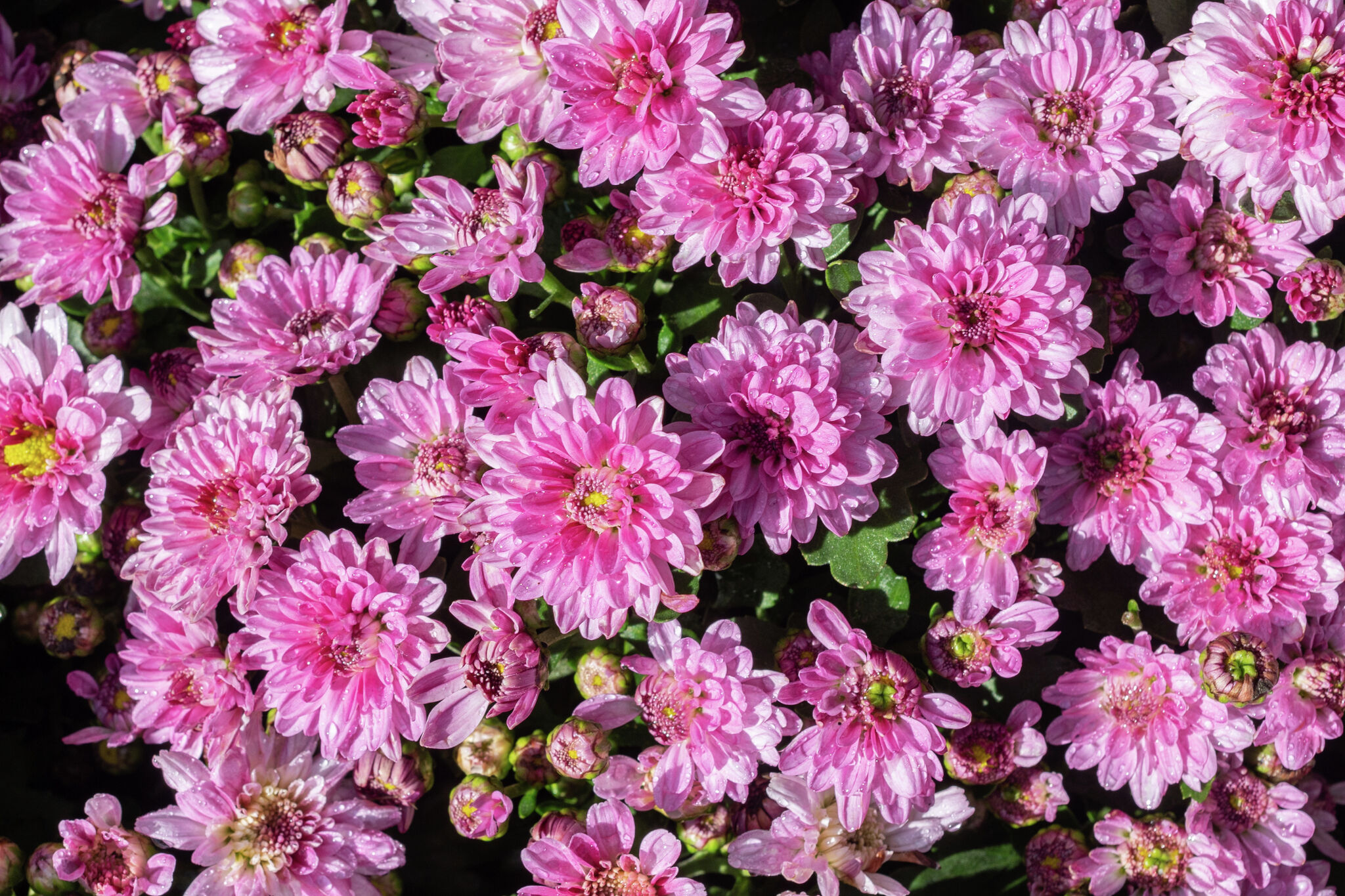 How To Prune Mums In The Fall