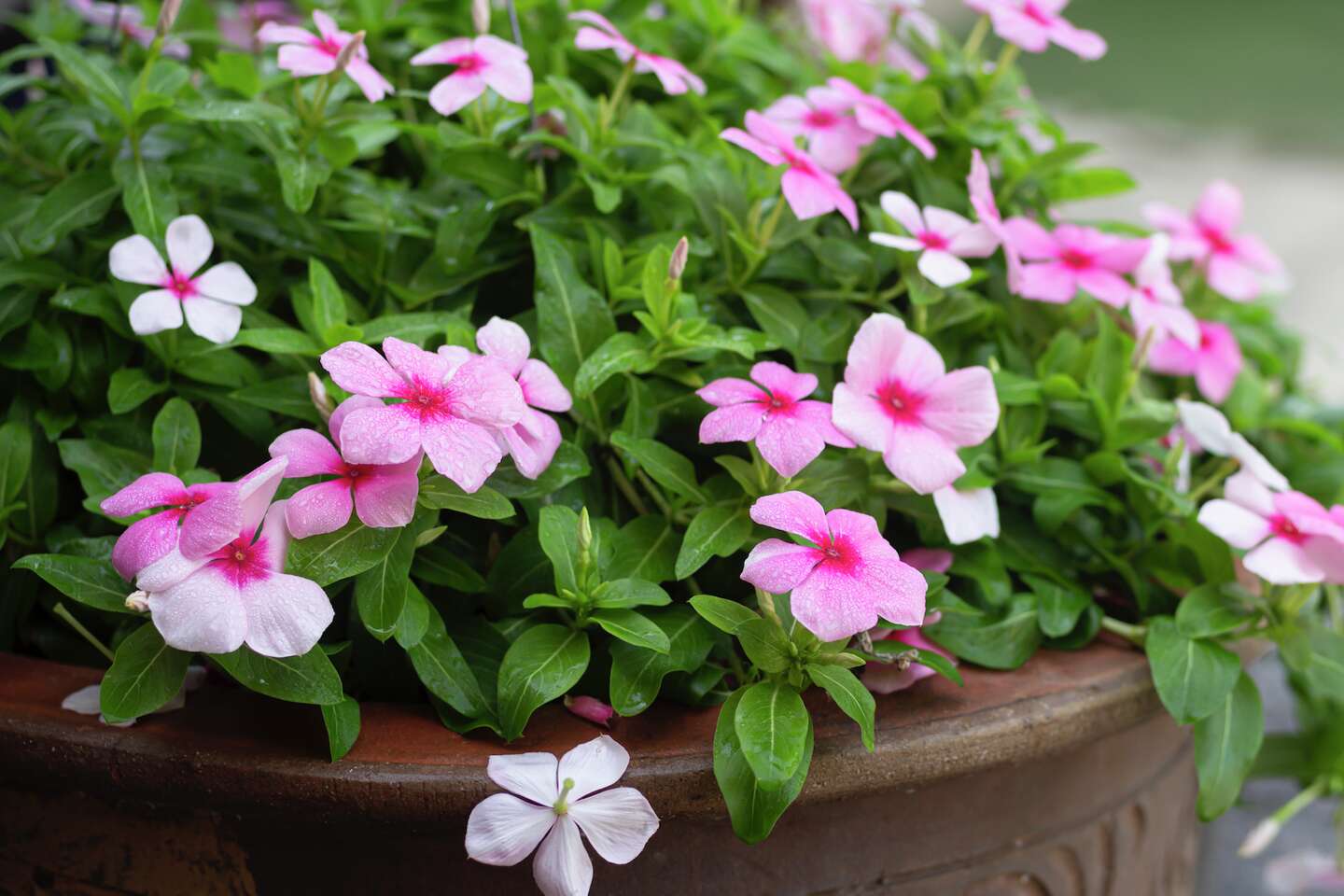 The Ultimate Guide to Vinca Plant Care in Winter