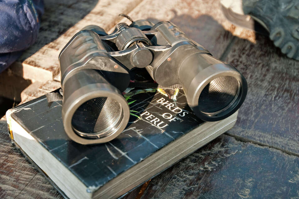 Beginner's Guide to Bird-Watching