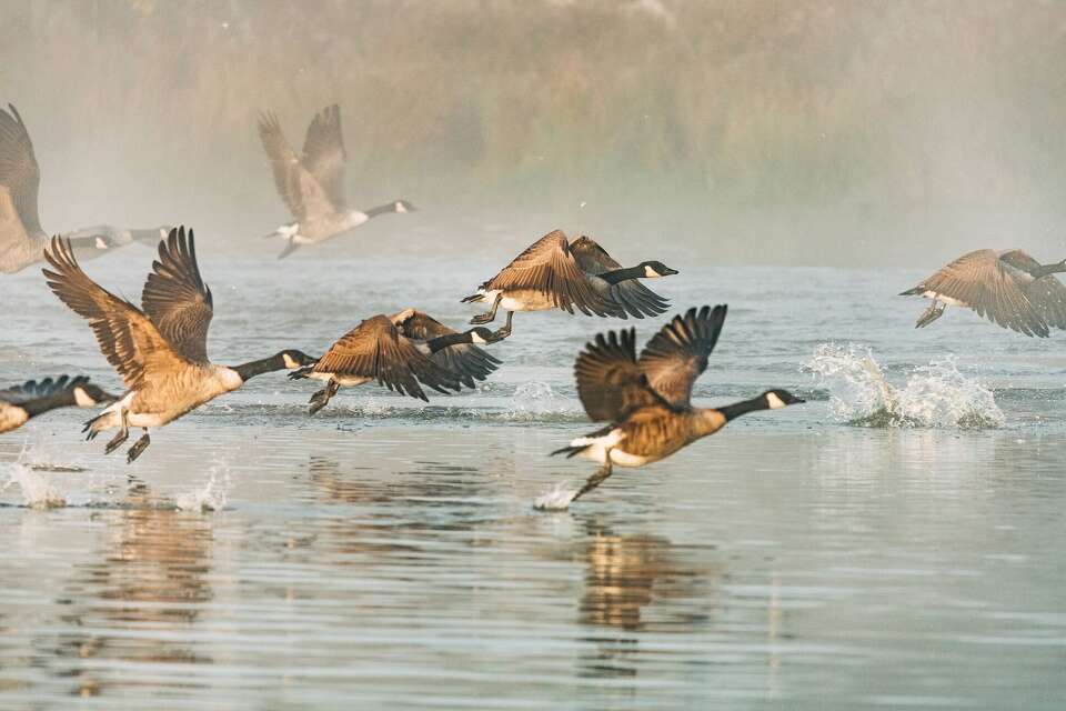 Beginner's Guide to Bird-Watching