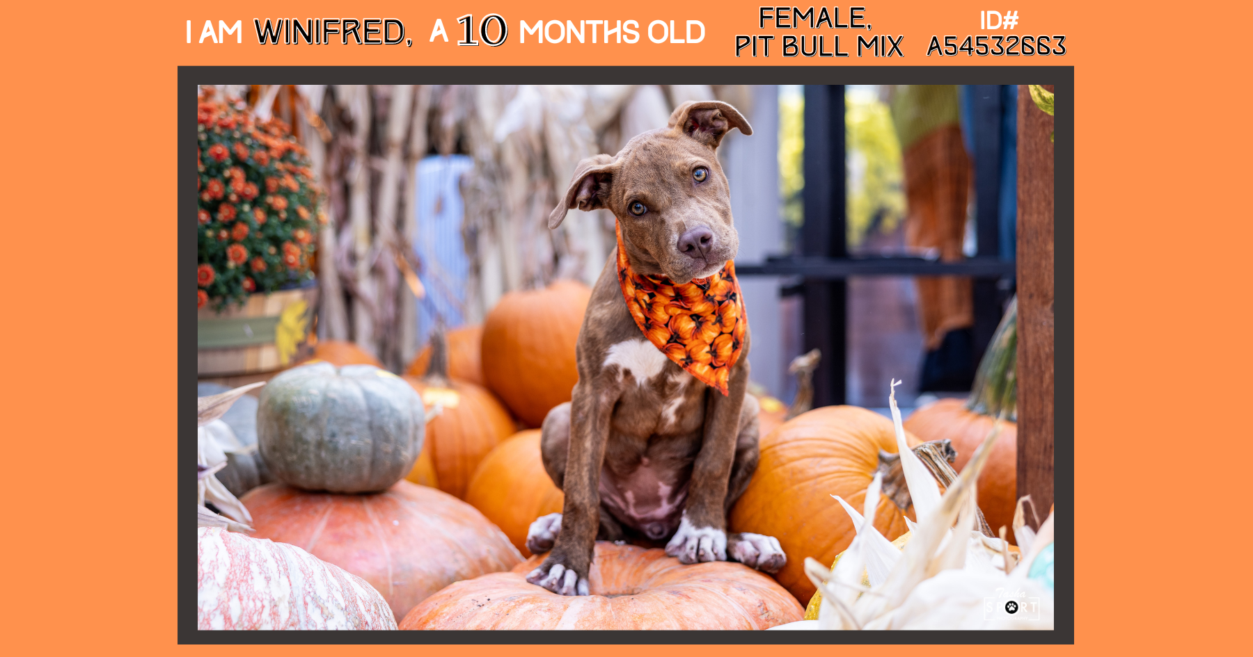 Want to adopt? Check out these adoptable animals in Midland