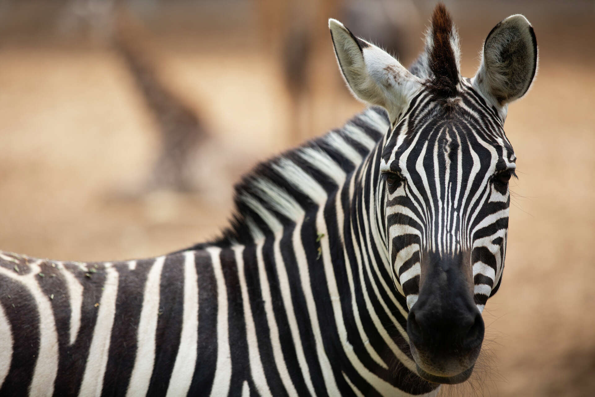 Viral TikTok shows zebras in Texas are legal, what to know