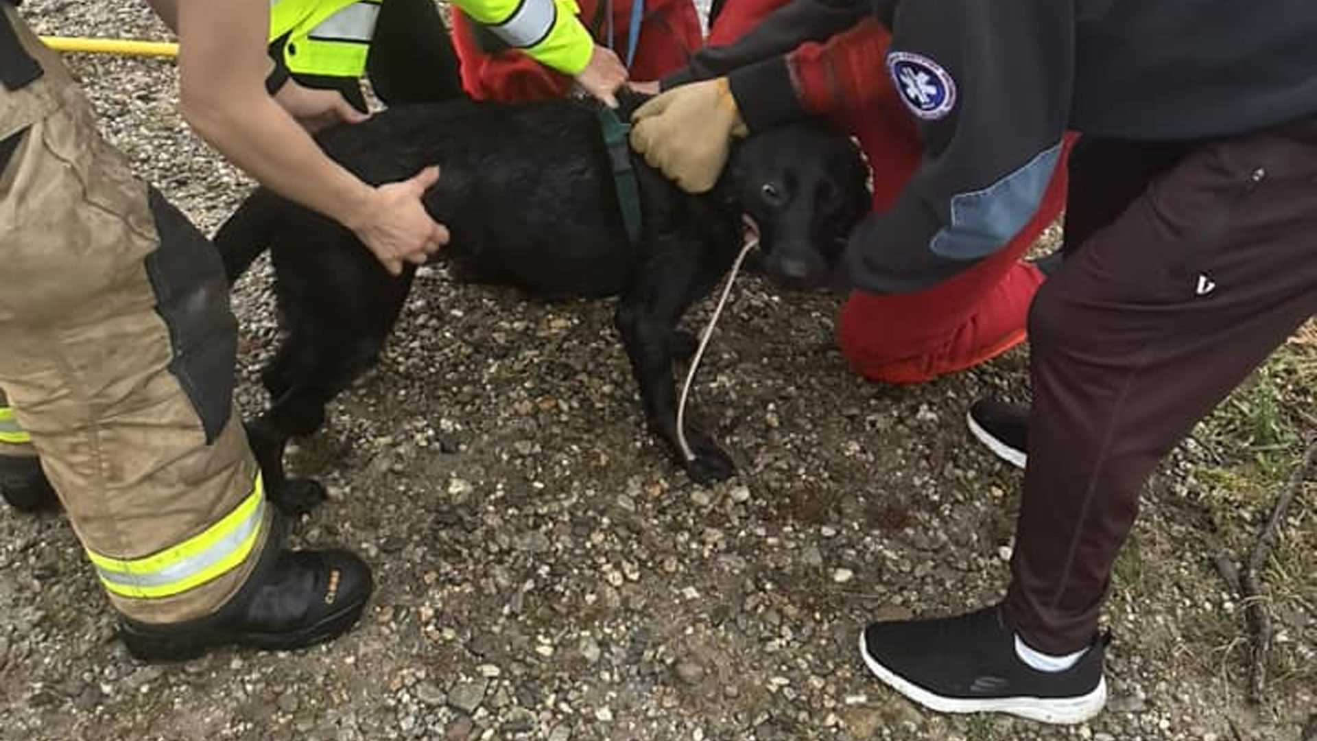 Drowning dog rescued from cranberry bog culvert in state park