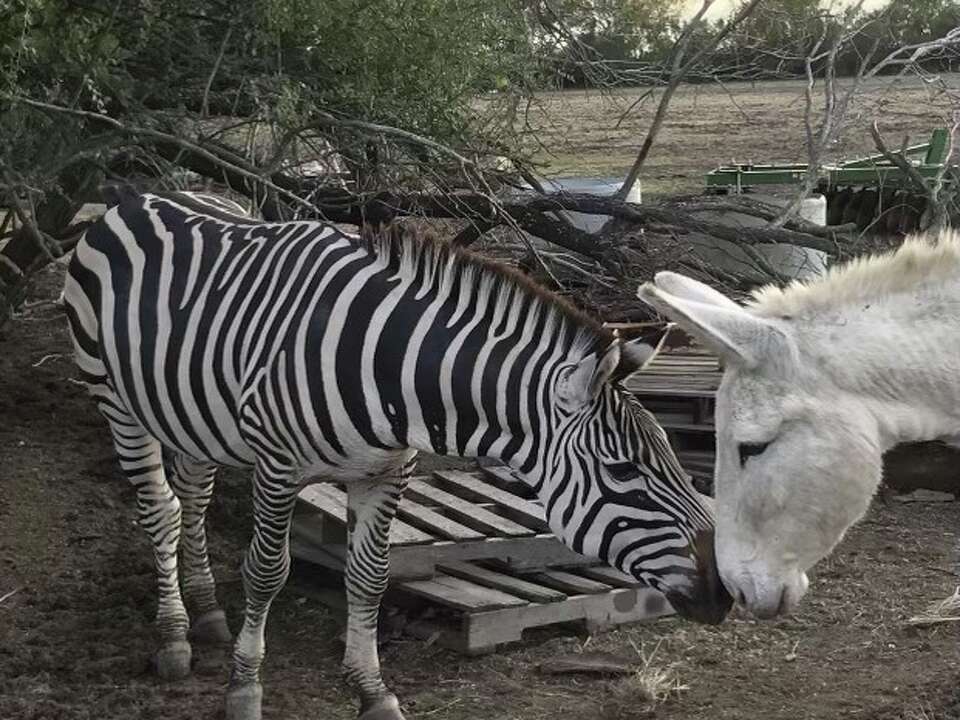 Viral TikTok shows zebras in Texas are legal, what to know