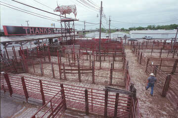 The story behind San Antonio's iconic longhorn statue