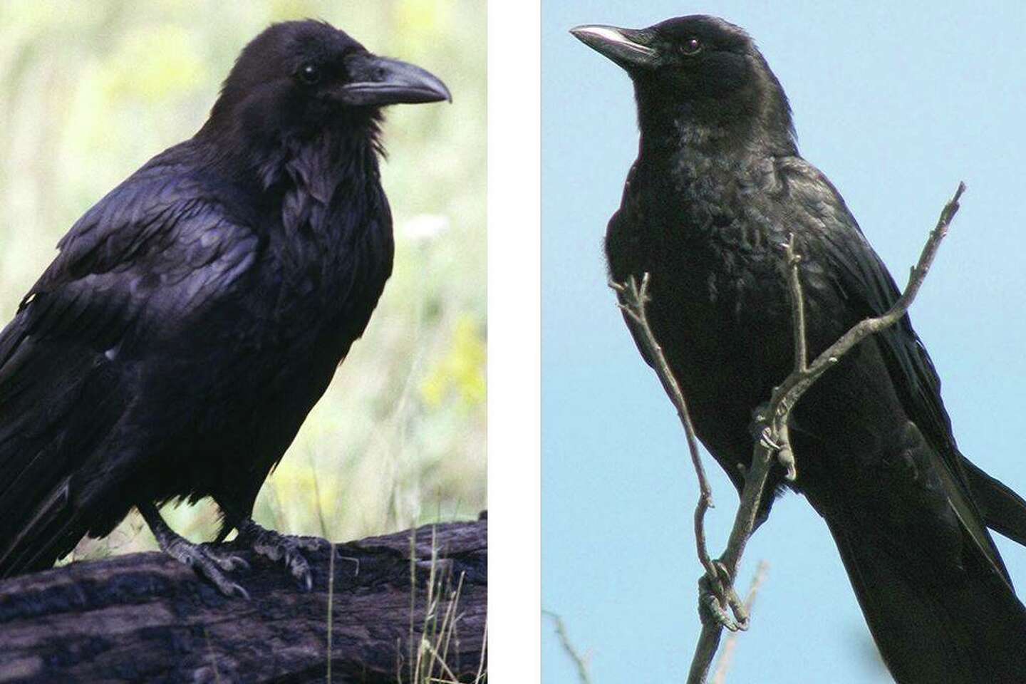 Ravens vs. crows, what's the difference?