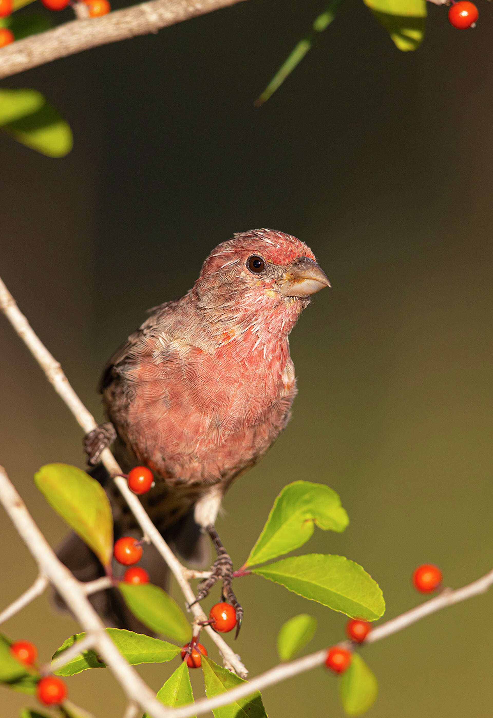 Don't take house finches for granted. They've had a tough history