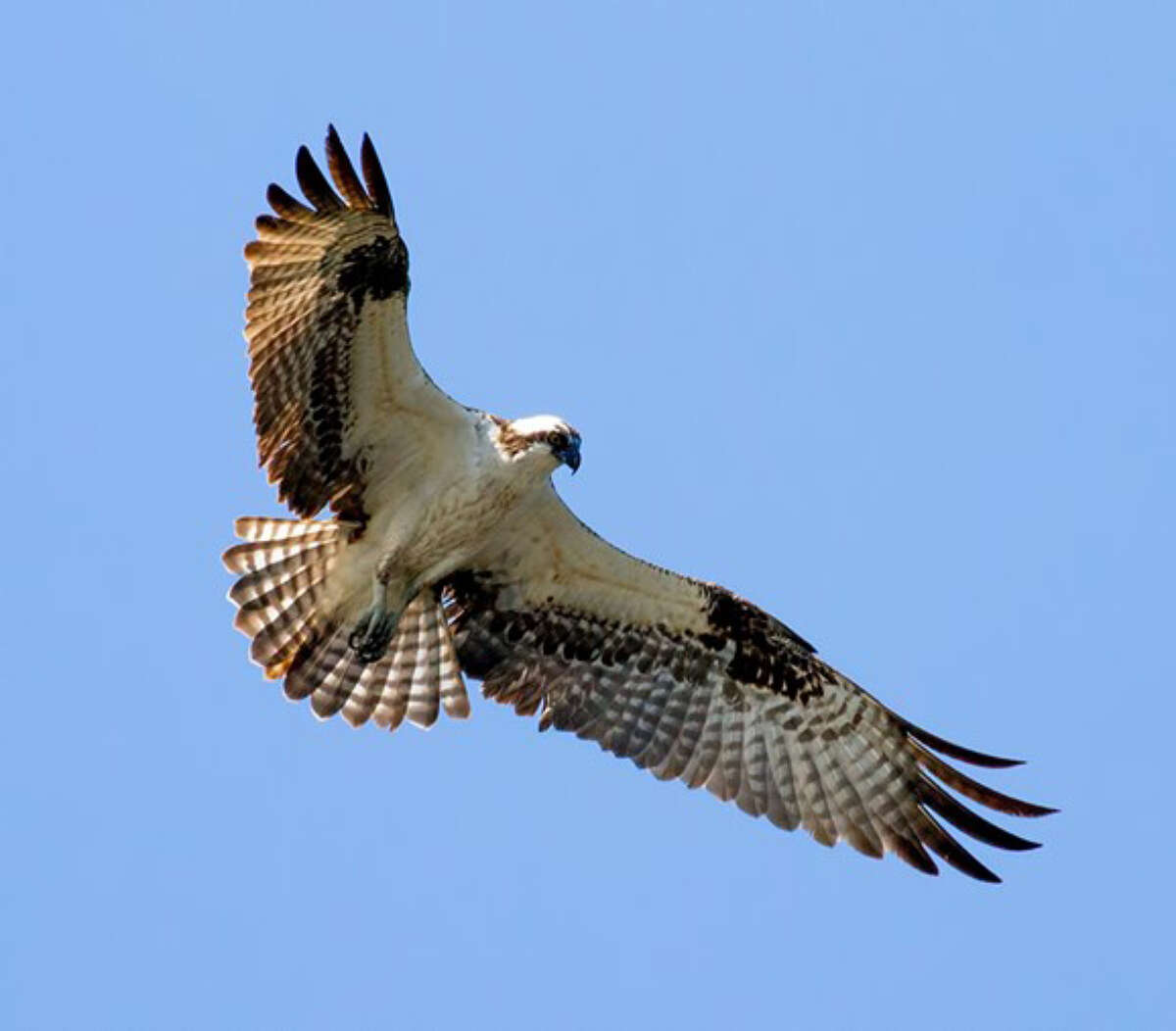Muskegon River Michigan offers prime osprey habitat