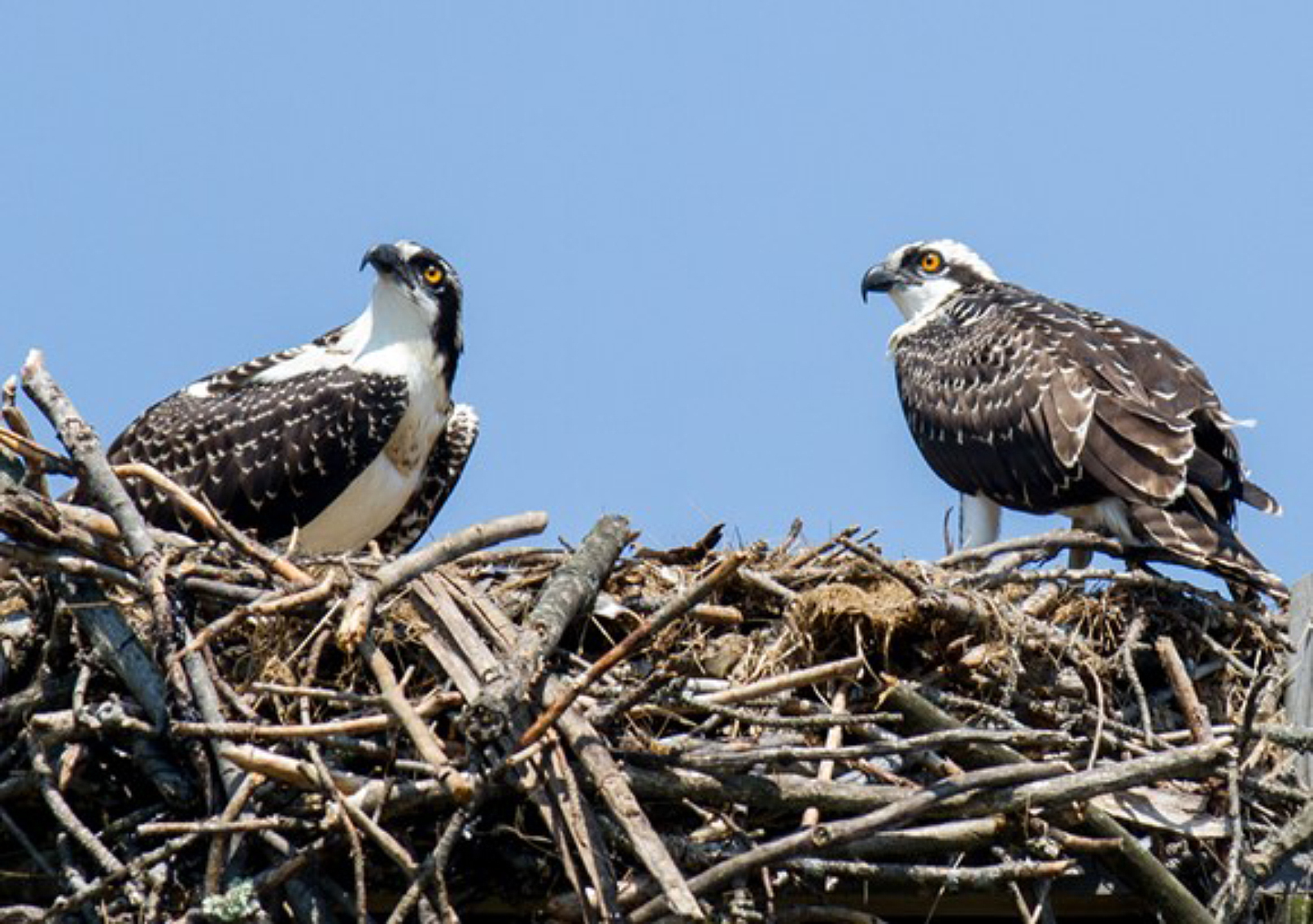 Muskegon River Michigan offers prime osprey habitat