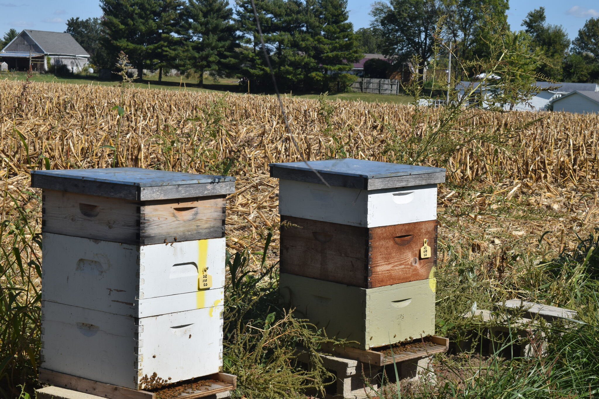Jacksonville beekeeper shares love of bees