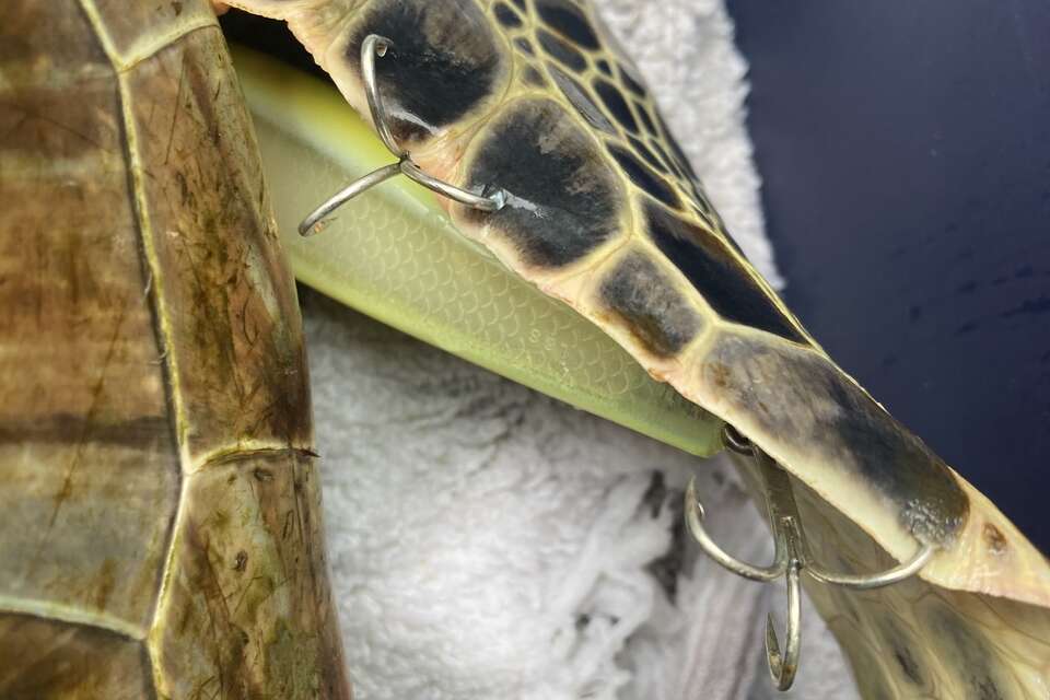 Entangled green sea turtle near Texas City Dike is rescued
