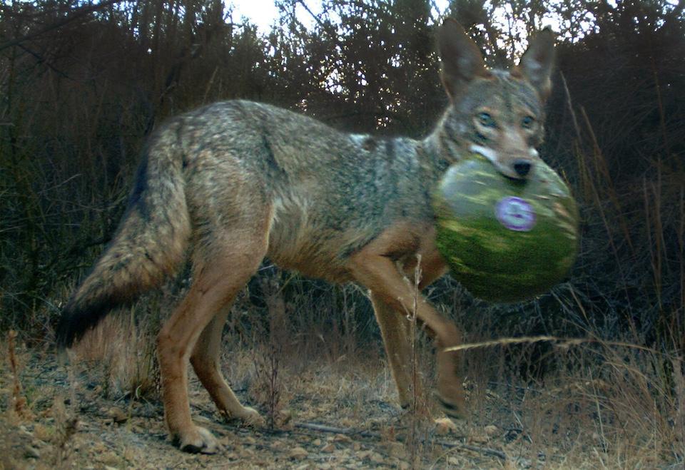Padre Island coyotes caught stealing watermelons in Texas