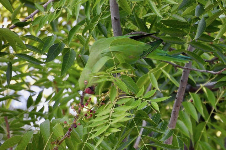 This Calif. city's exotic bird population exploded after aviary escape