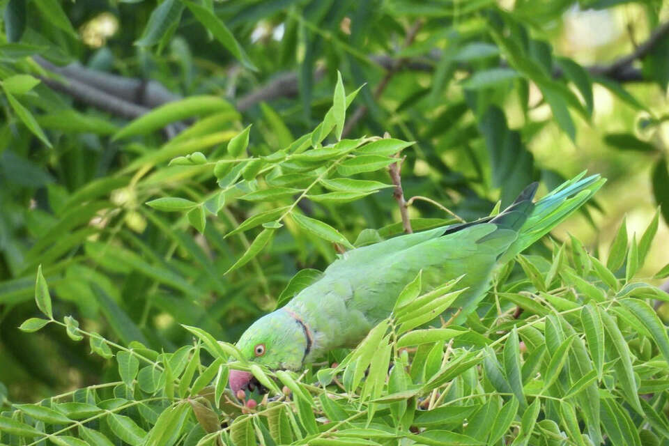 This Calif. city's exotic bird population exploded after aviary escape