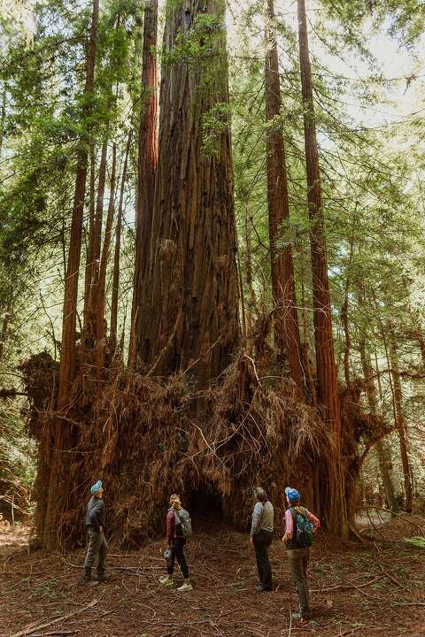 One of California’s tallest redwood trees is now protected forever