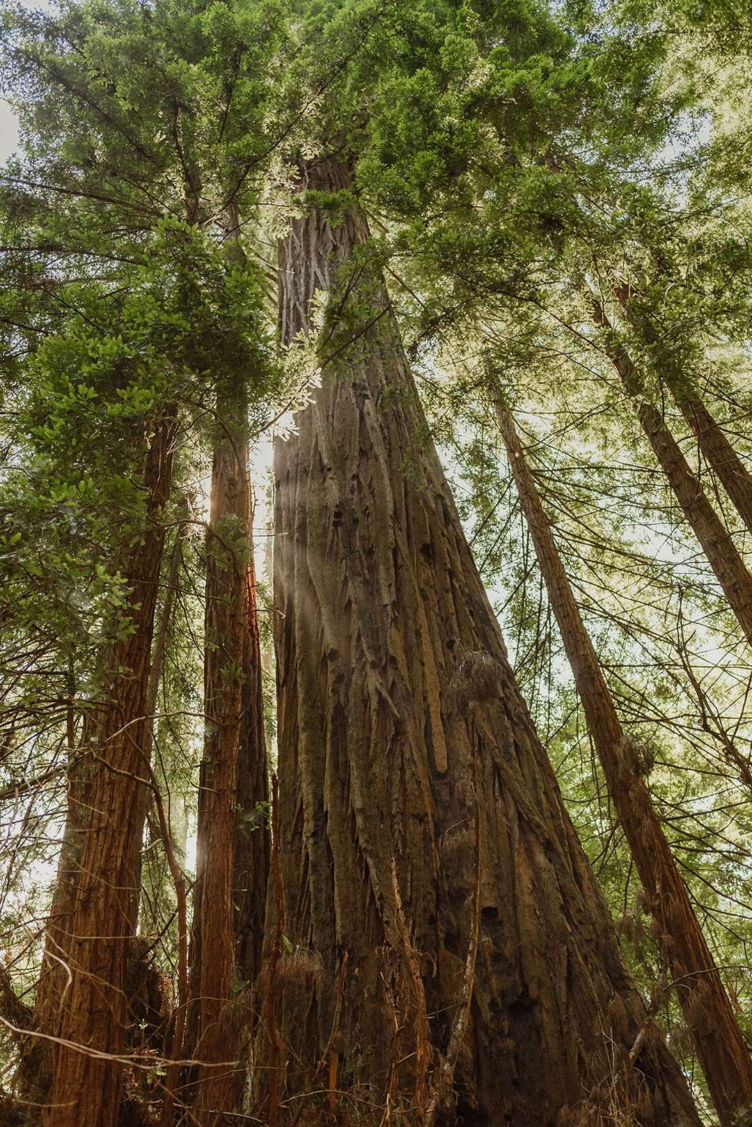 One of California’s tallest redwood trees is now protected forever