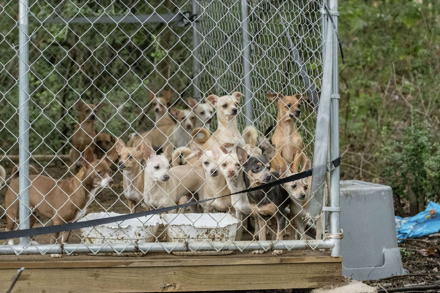 Houston SPCA rescues 44 Chihuahuas living in 'deplorable conditions'