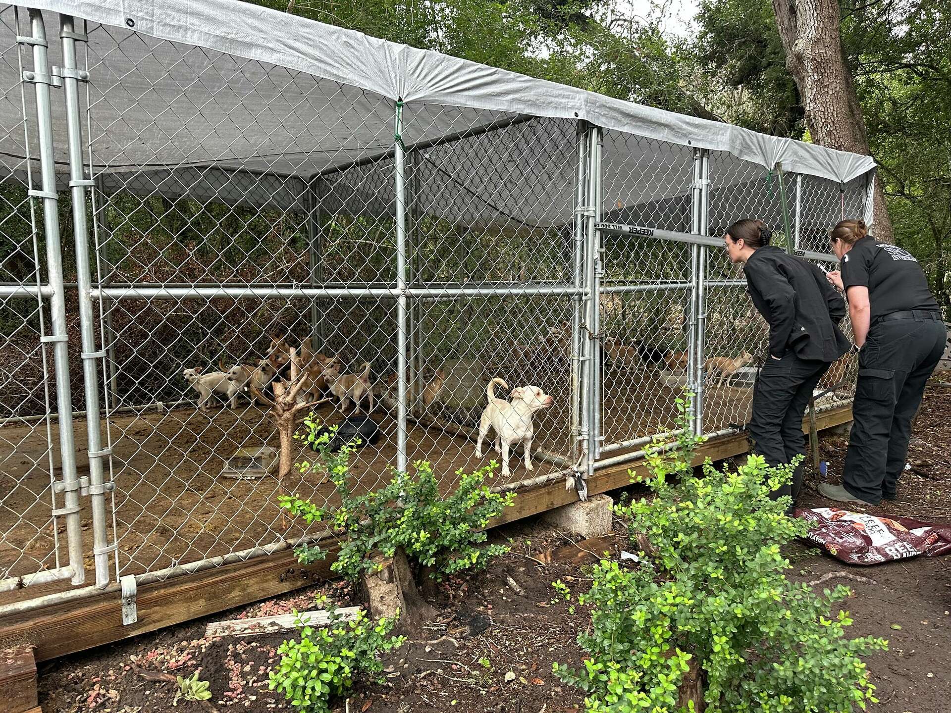 Houston SPCA rescues 44 Chihuahuas living in 'deplorable conditions'