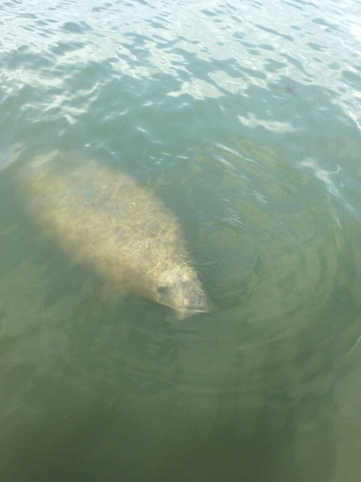 Manatee sighted near CT waters found dead in Rhode Island marsh