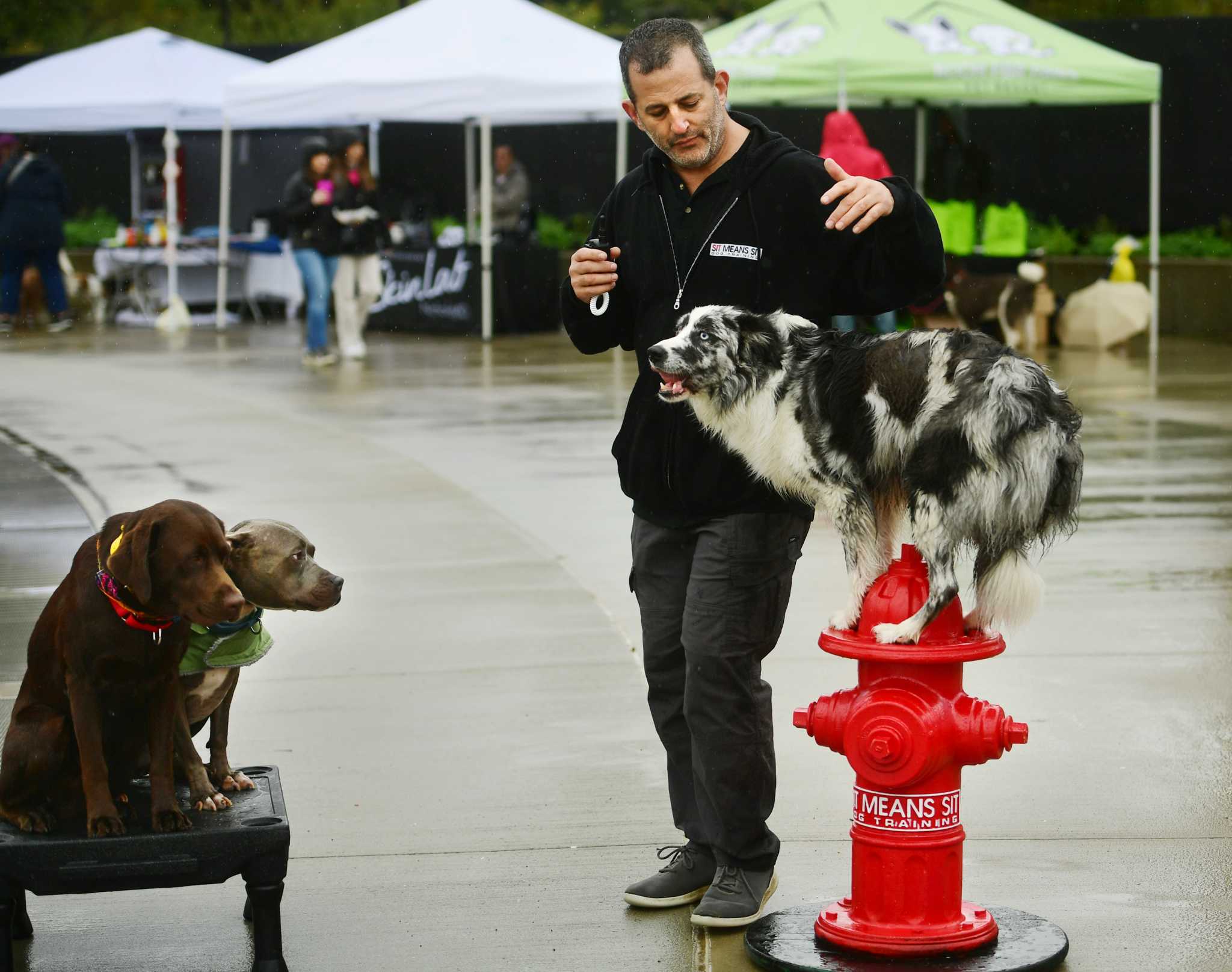 Photos: 'Luckypawlooza' dog fest at Stamford's Mill River Park