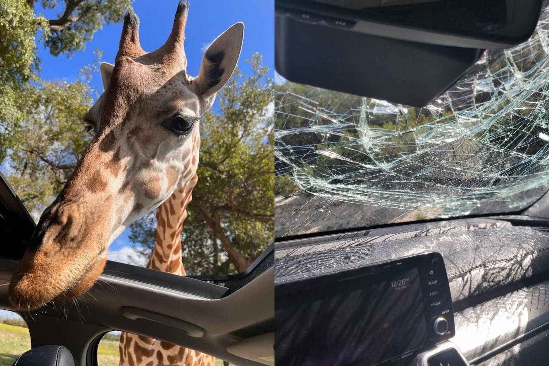 Clumsy giraffe falls on top of car at Texas drive-thru safari
