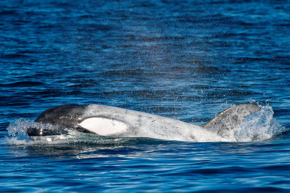 Video shows ‘striking white’ orca calf swimming off California coast