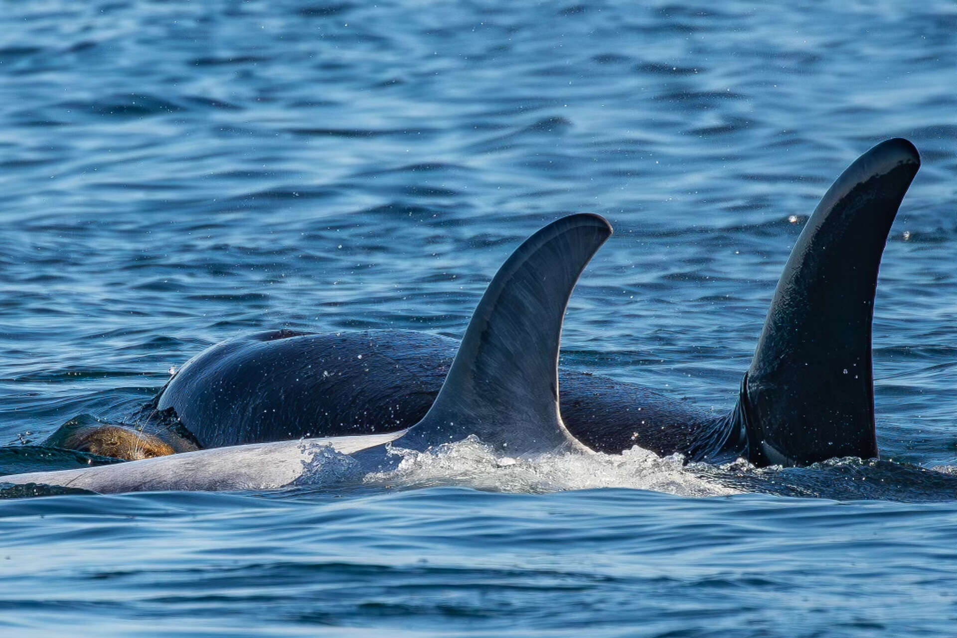 Video shows ‘striking white’ orca calf swimming off California coast