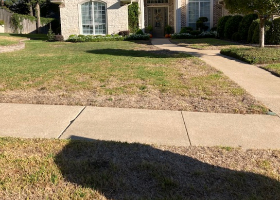 Trees across Texas facing leaf drop and limb death