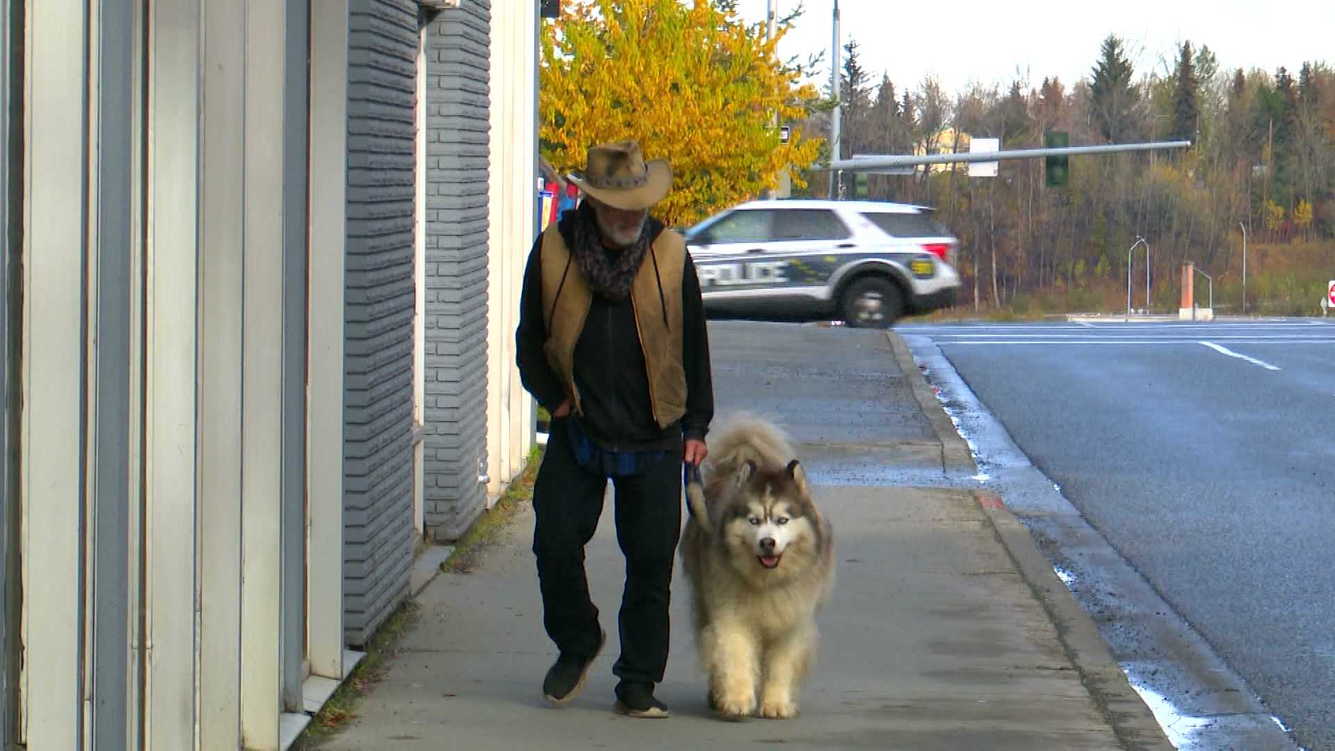 Meet Meiko, an Alaskan Malamute mix running a write-in campaign for ...