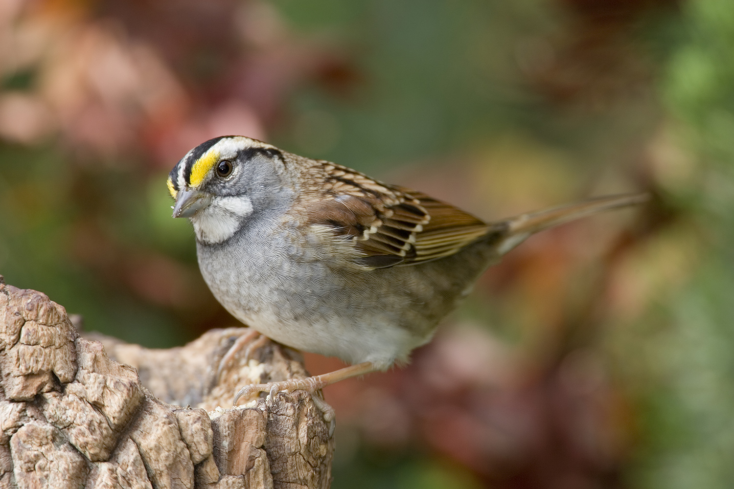 Winter's migratory birds with dull feathers don't get attention