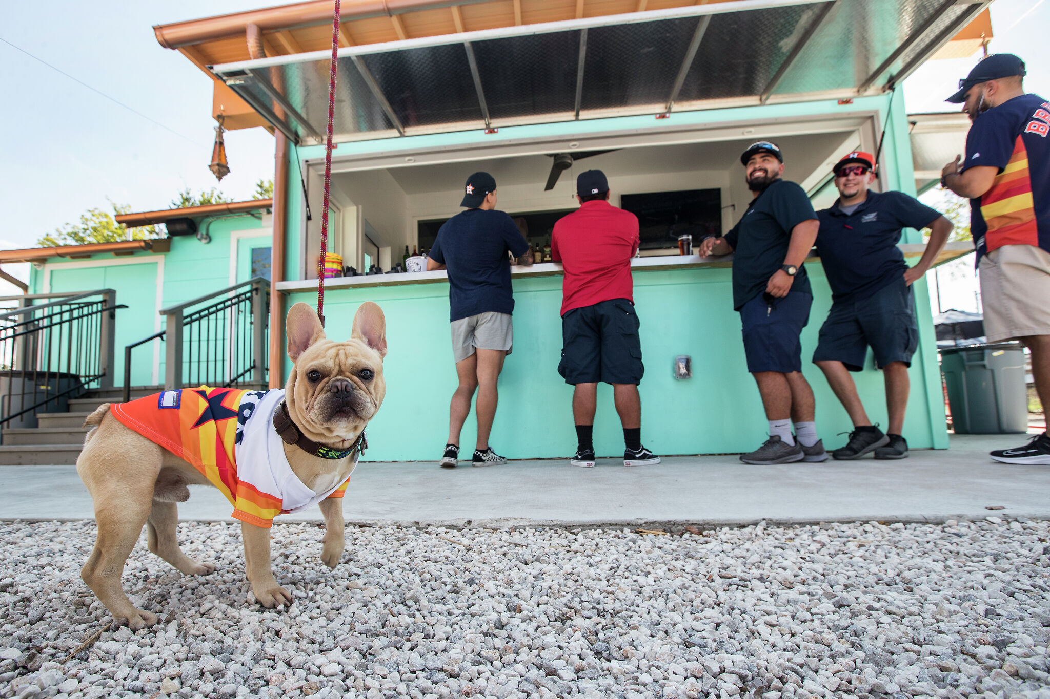 Frenchies the top dog in Houston, per American Kennel Club ranking