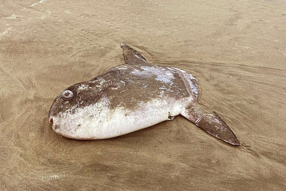 Extremely rare sunfish washes up on California beach