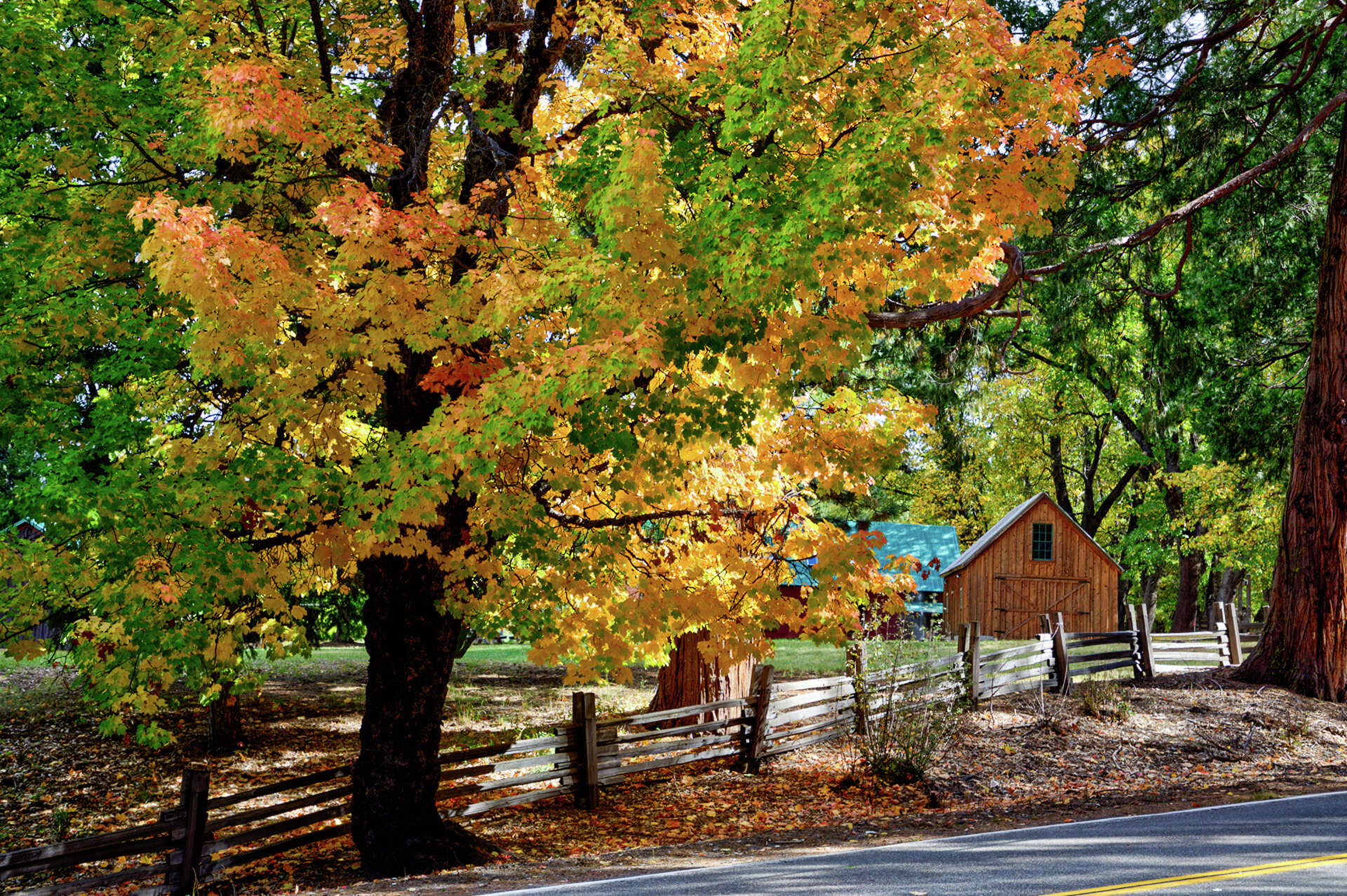 California fall foliage: Where to see the ‘very vibrant’ colors