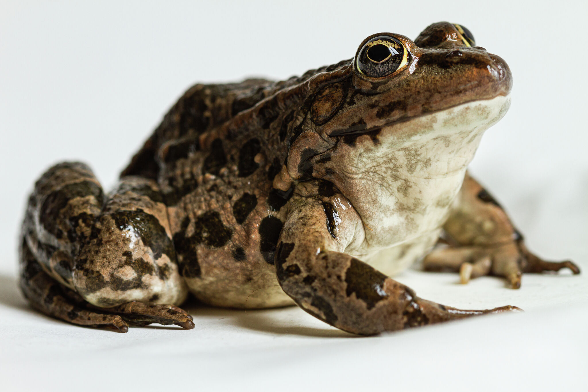 Female frogs will play dead to avoid mating with males, study shows