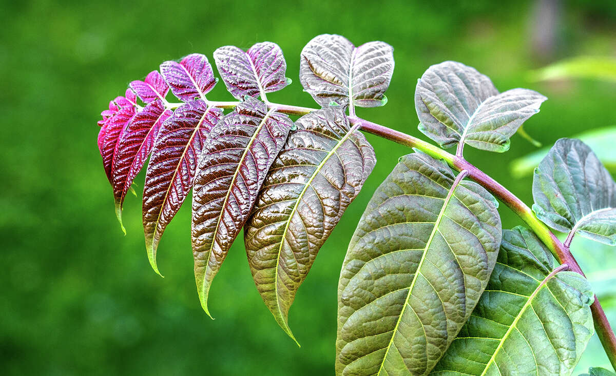 The beauty of Ailanthus altissima