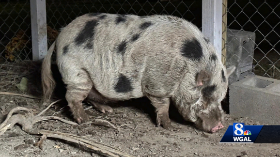Family searches for lost pig named Kevin Bacon