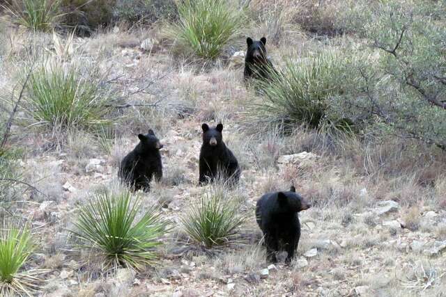 Black bears are making a huge Texas comeback, report says