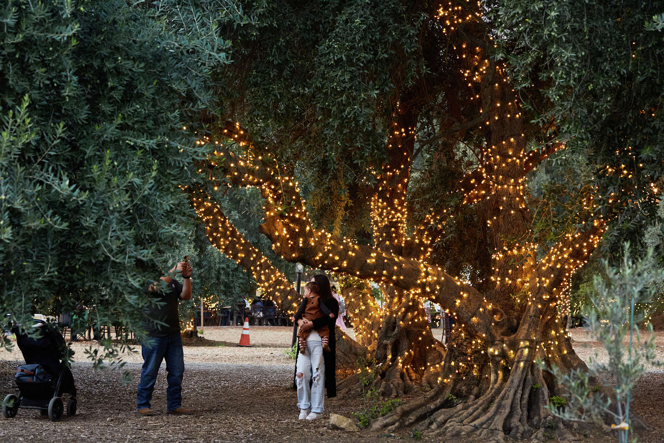 Half a million lights twinkle in the fields at SoCal’s Lavender Nights