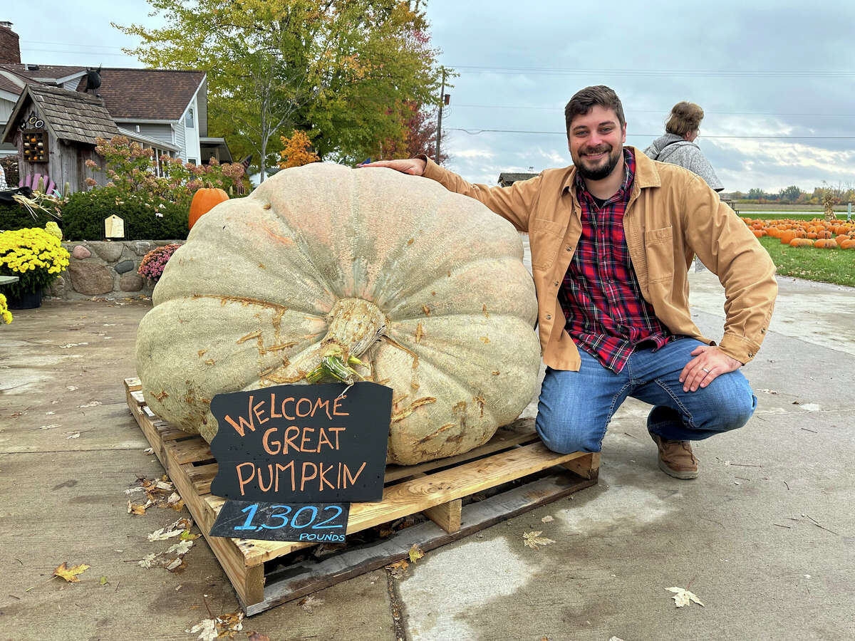 On the job: Max Milne picks pumpkins at Maxwell’s Pumpkin Farm